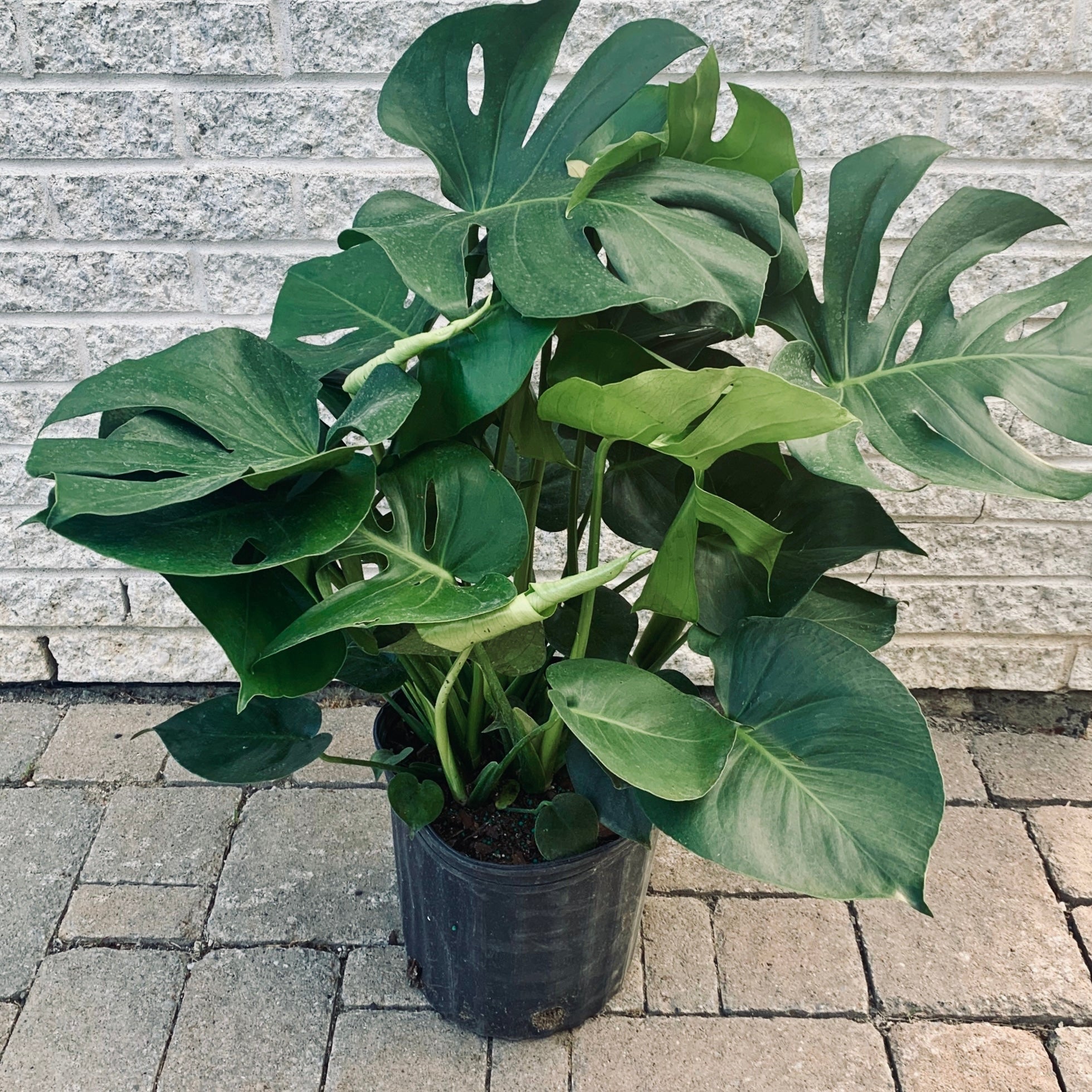 Monstera Deliciosa approximately 3ft tall in 8” pot – House of Plants